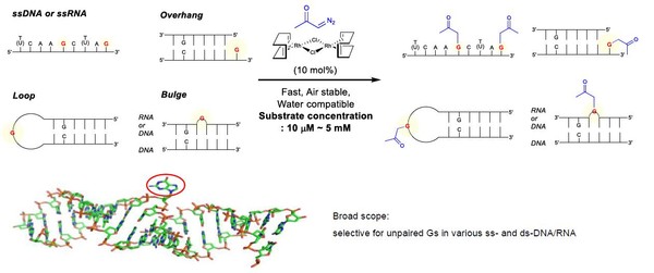 UNIST, 유전물질(RNA, DNA) 조각 선택적으로 변형하는 기술 개발