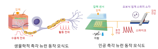 KIST, AI와 결합해 95.8% 정확도로 암진단하는 인공촉각뉴런소자